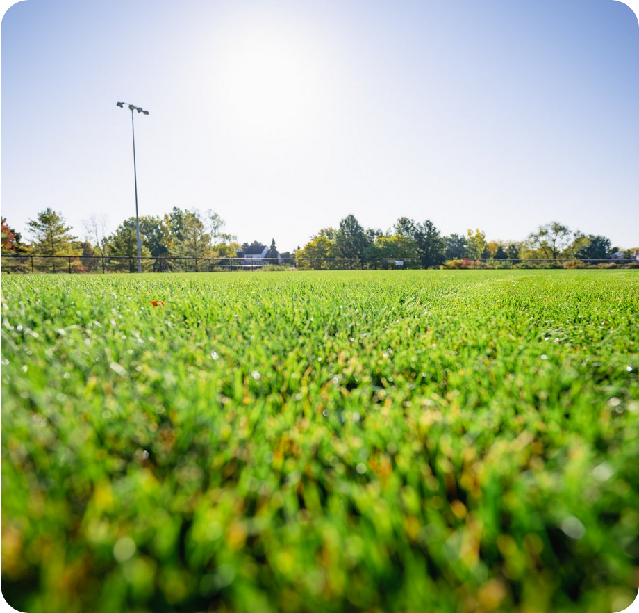 Pinnacle III Perennial Ryegrass | Hines Seed Co